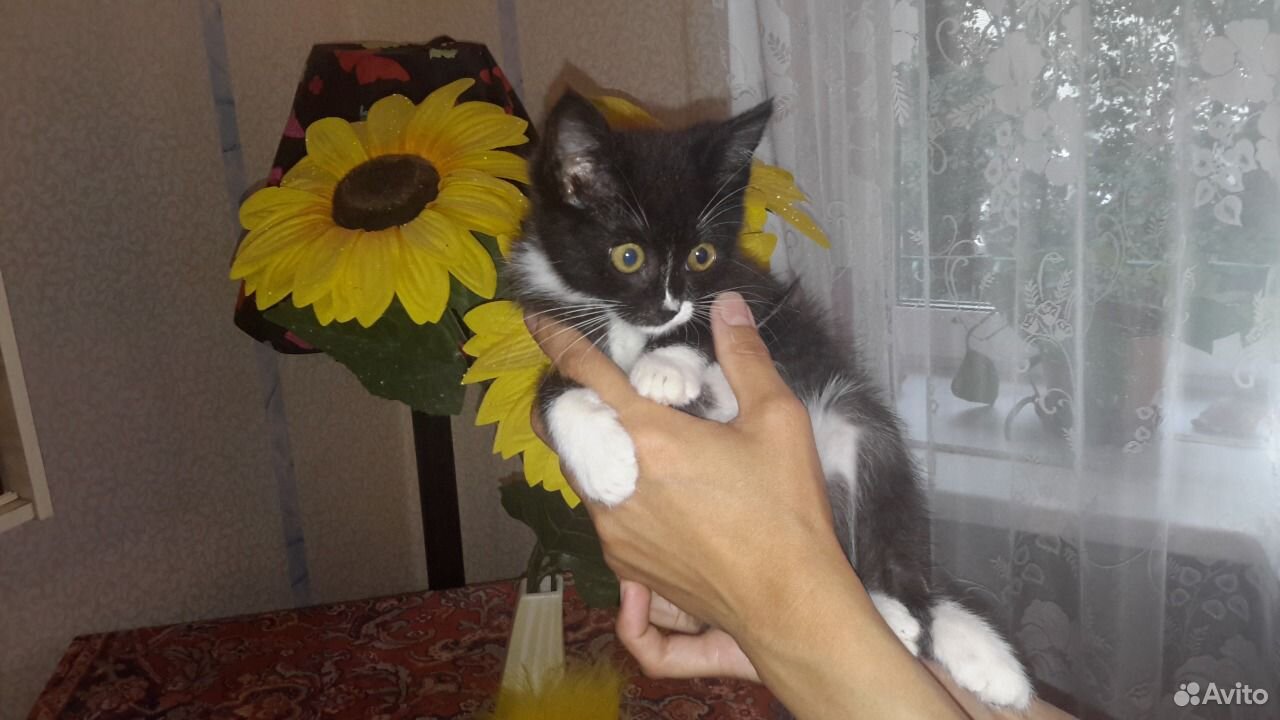 Котёнок 2,5 месяца замечательный