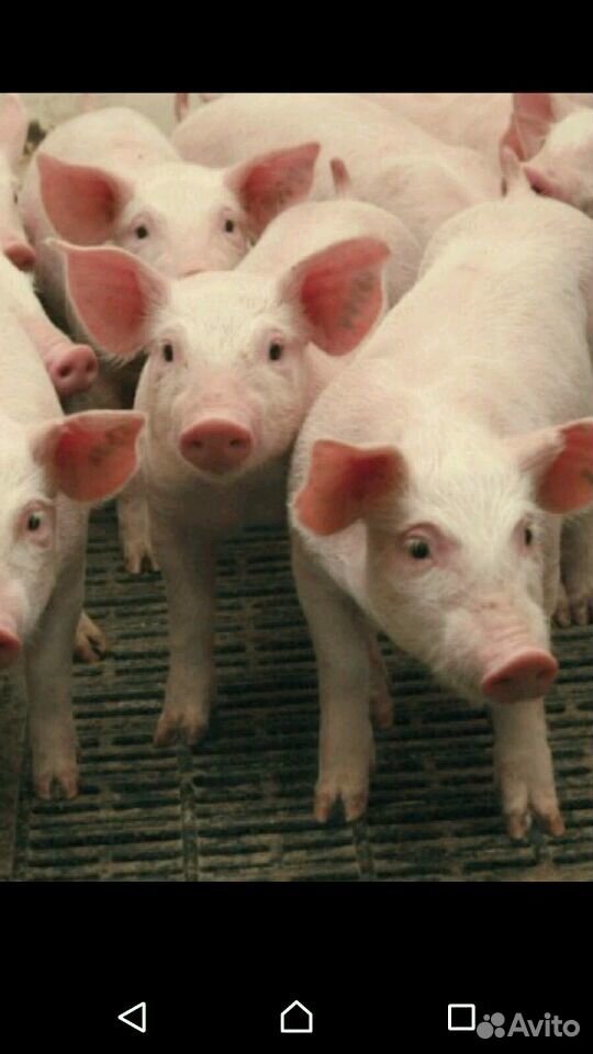 Домашние поросята, тушёнка из утки