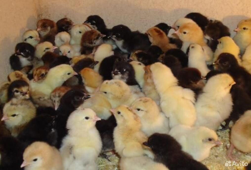 Суточные, подрощенные цыплята