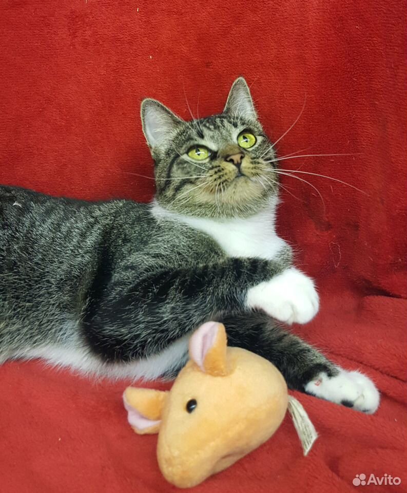 Кокетливая и немного коварная киса