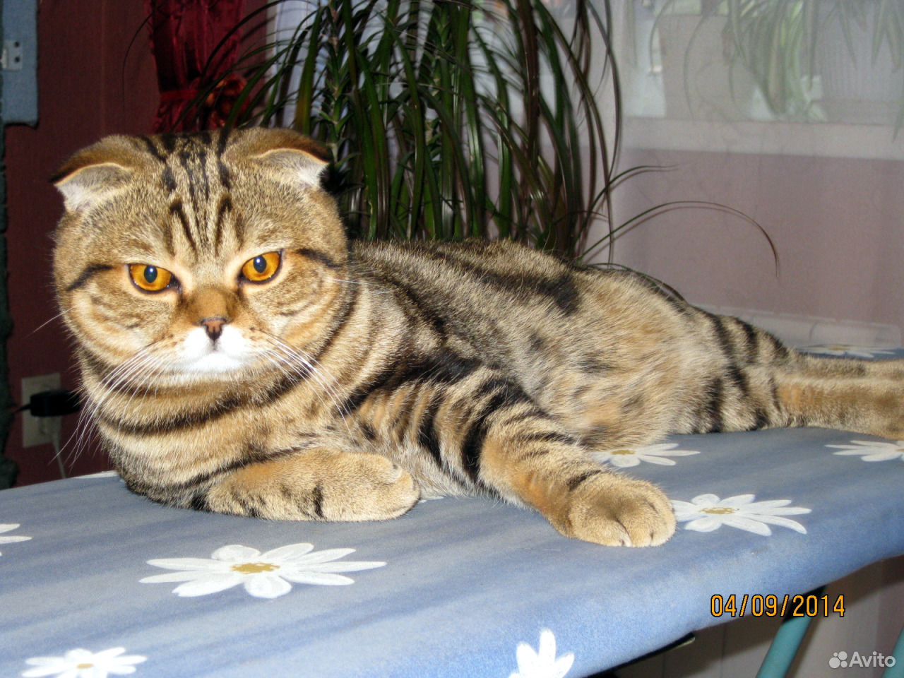 Очень опытный вислоухий кот