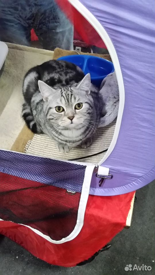 Кот на вязку
