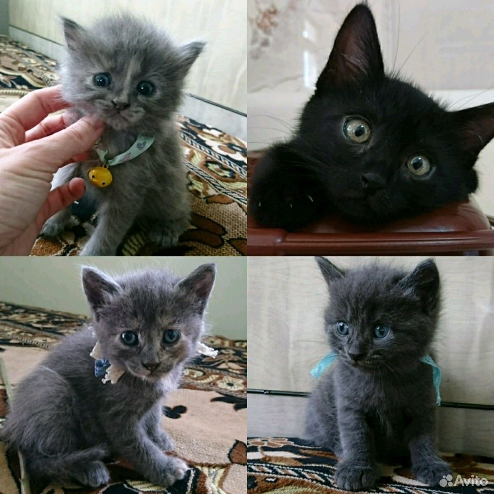 Малыши-карандаши ищут мамулечек, 1,5 мес