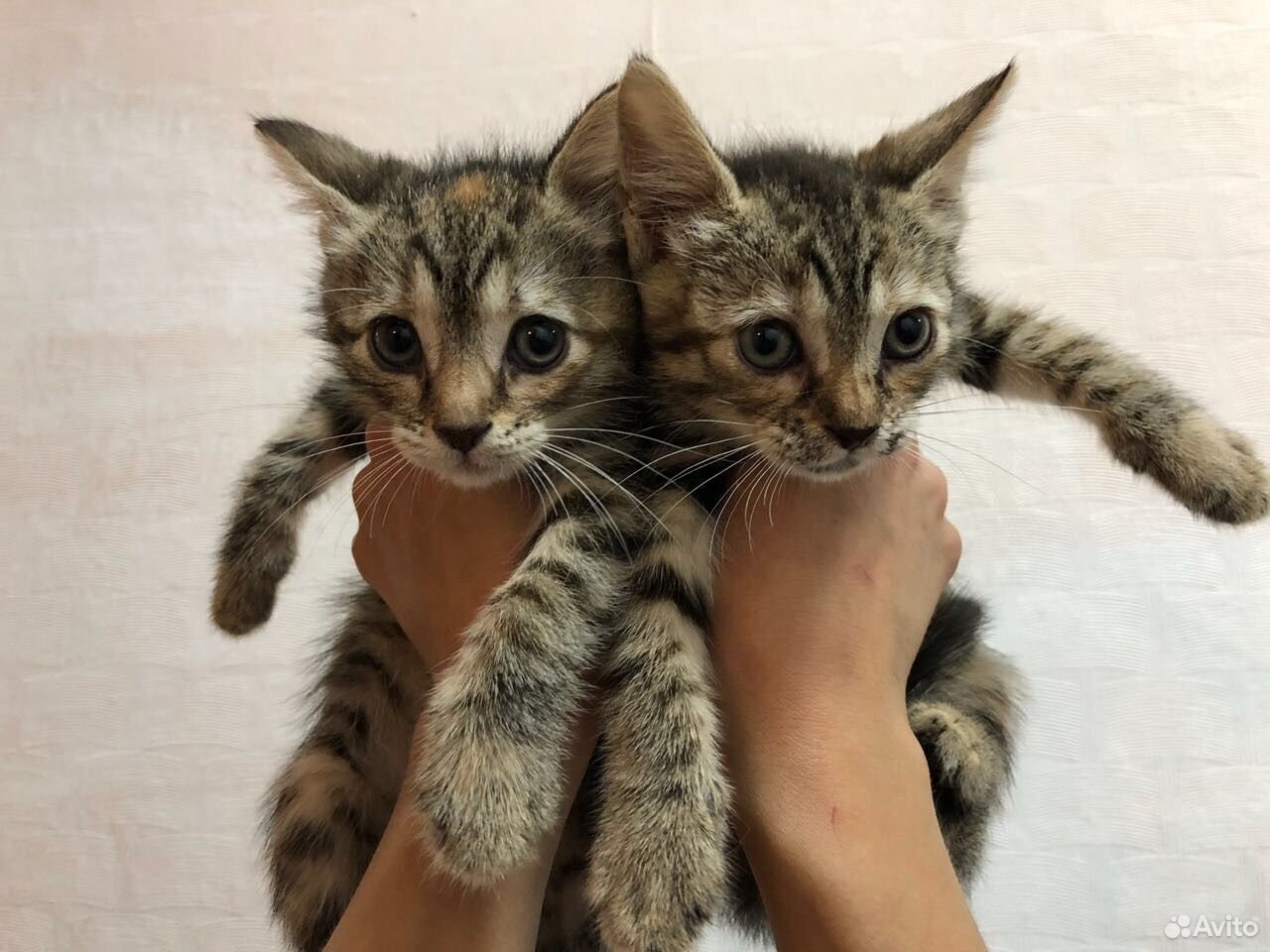 Тигрята девочки в дар