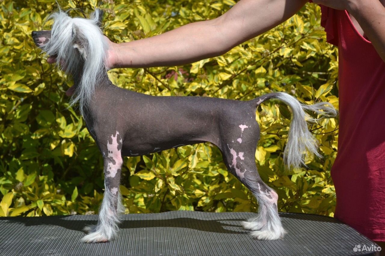 Девочка голышка