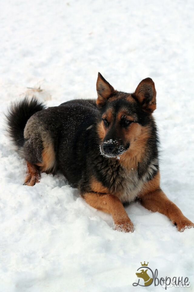 Красавчик Арчи