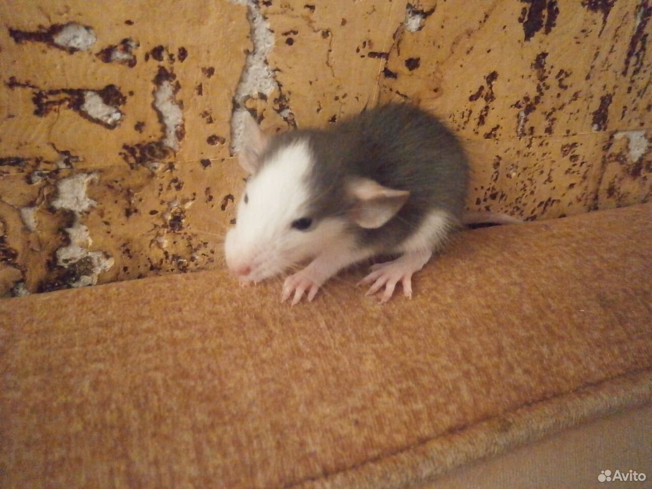 Крысы, крысятки - дамбо + новые клетки