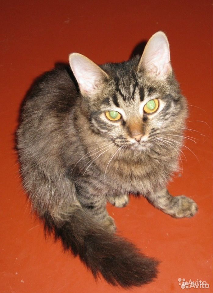 Красивая пушистая кошечка Милка в добрые руки