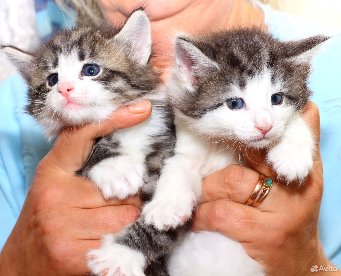 Норвежские лесные котята