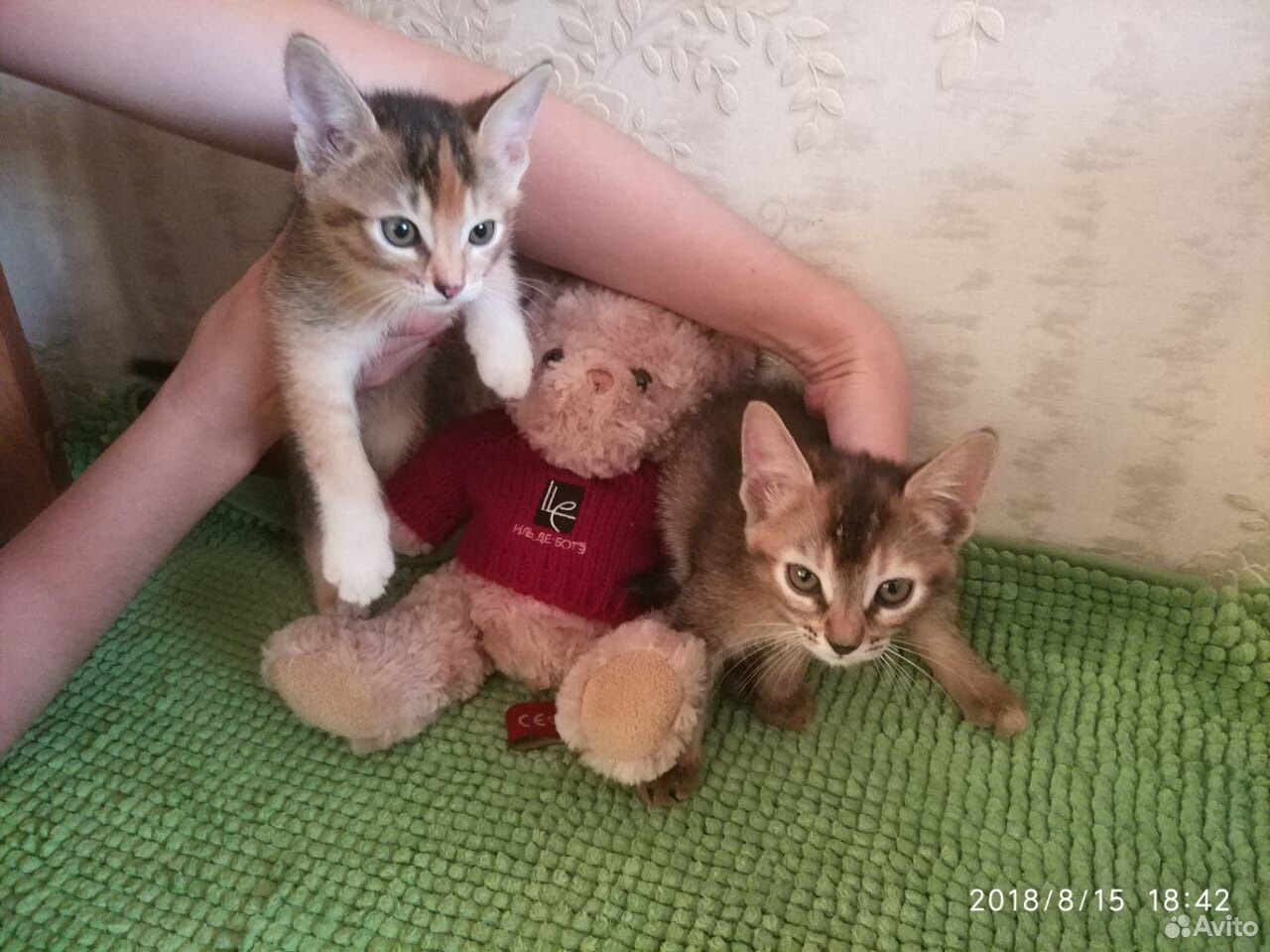 Котята метисы абиссинского кота и домашней кошки