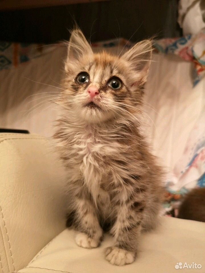 Котенок в добрые руки