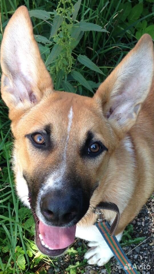 Щенок Макс в дар