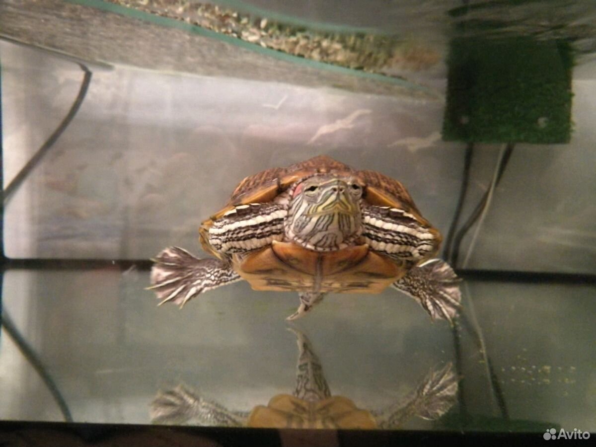 Черепаха + аквариум + все для черепахи