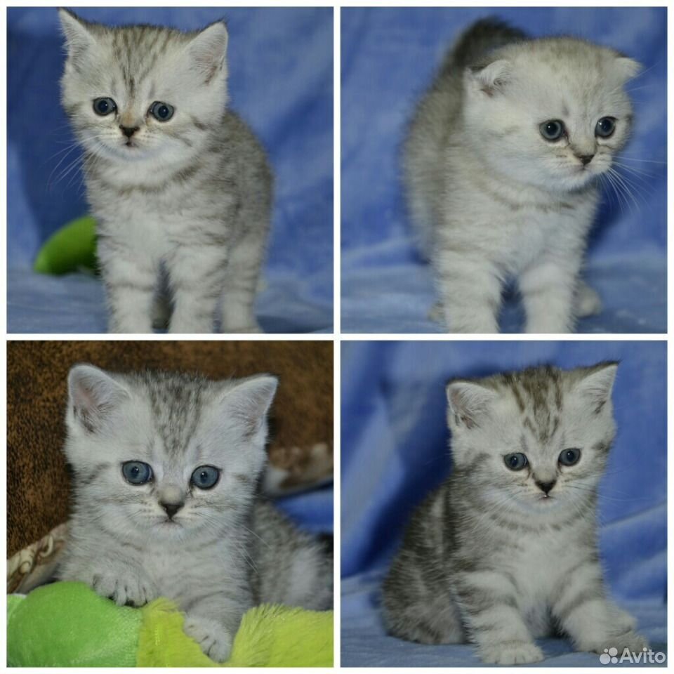 Питомник шотландских кошек открывает резерв