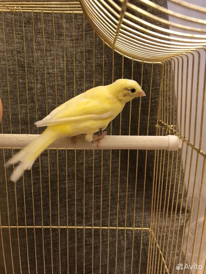 Канарейка