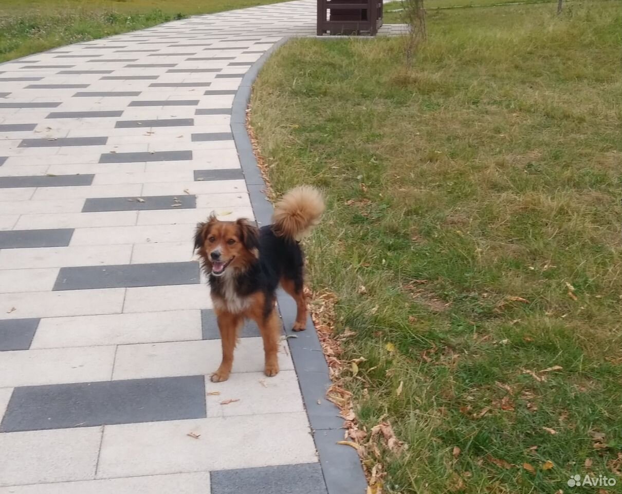 Отдам собаку в добрые руки