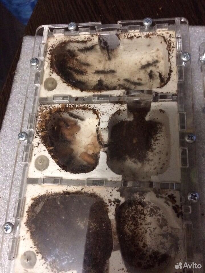 Муравьи Венаторы Harpegnathos venator