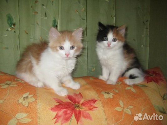 Котята