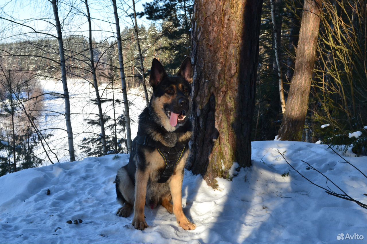 Шикарные Восточники