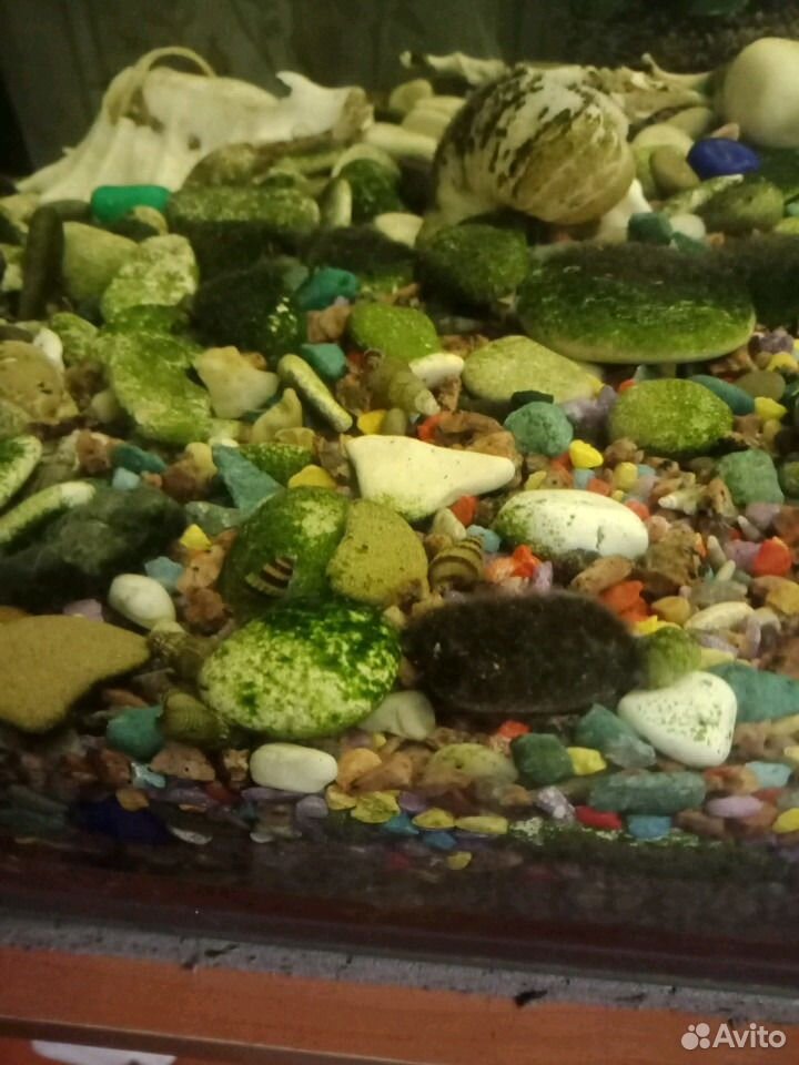 Улитки хелена