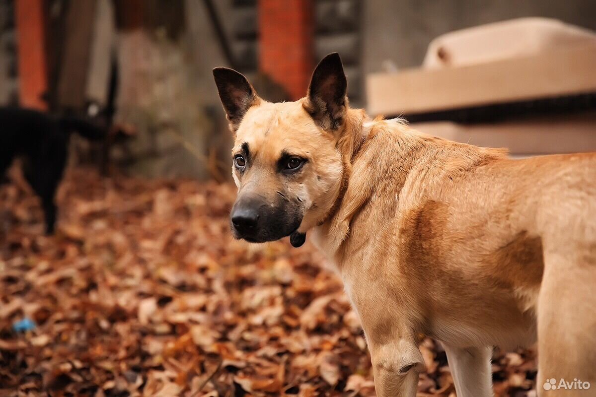 Ласковый пёс Рассел