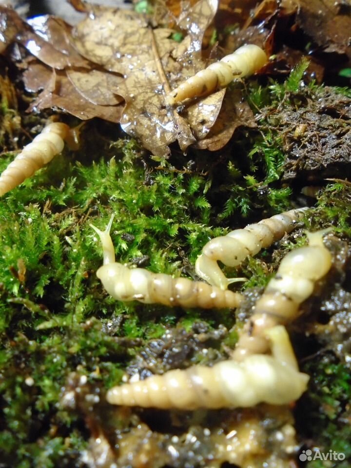 Улитки Субулина октона (Subulina octona)