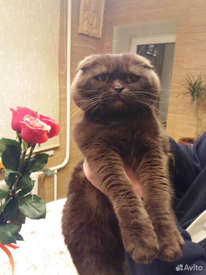 Вязка шотландского вислоухого кота