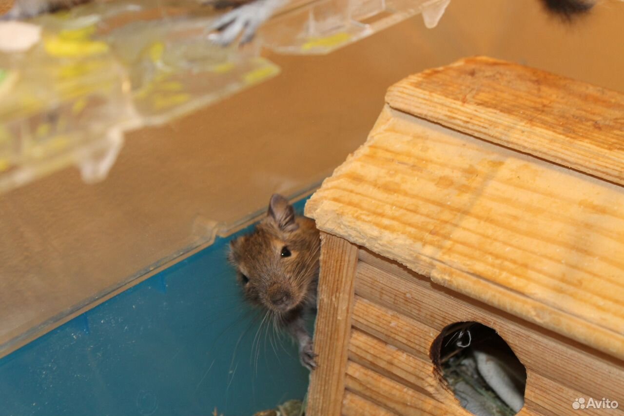 Дегу. Дегусята