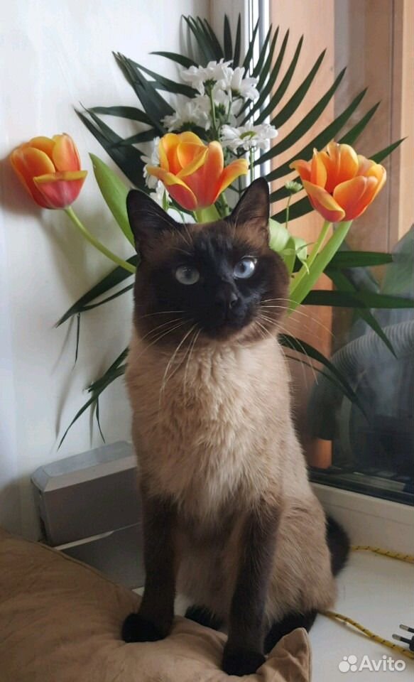 Кот на вязку Тайский-Сиамский