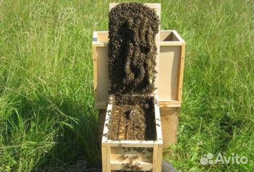 Пчелопакеты,семьи,матки,карпатка,карника,бакфаст