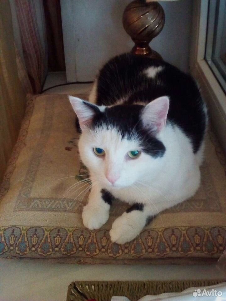 Котик в добрые руки