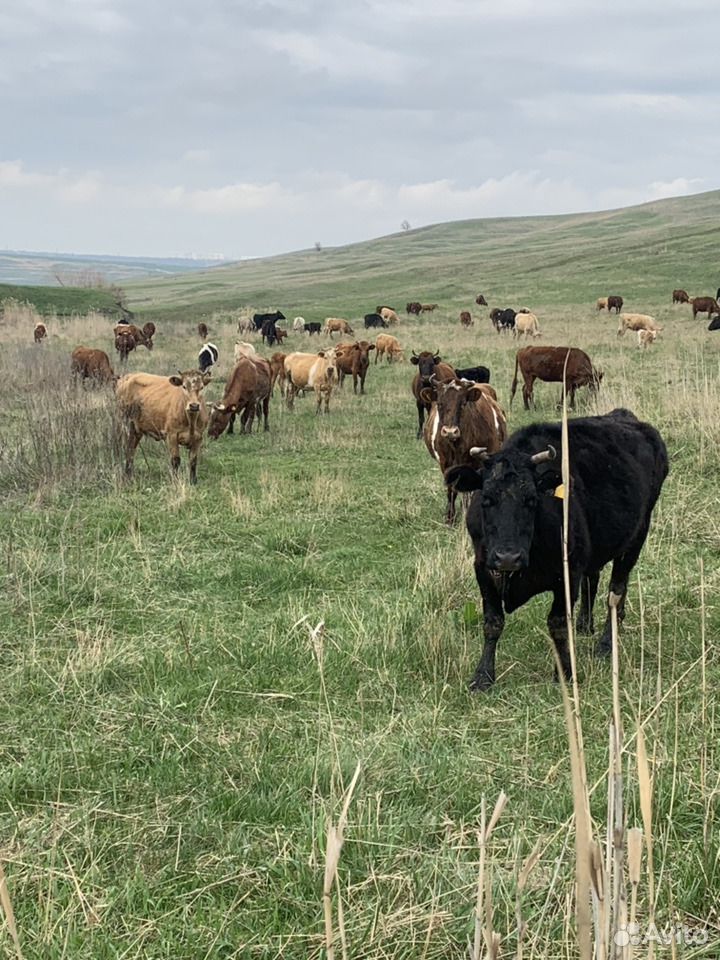 Телочки молодые от 10 мес