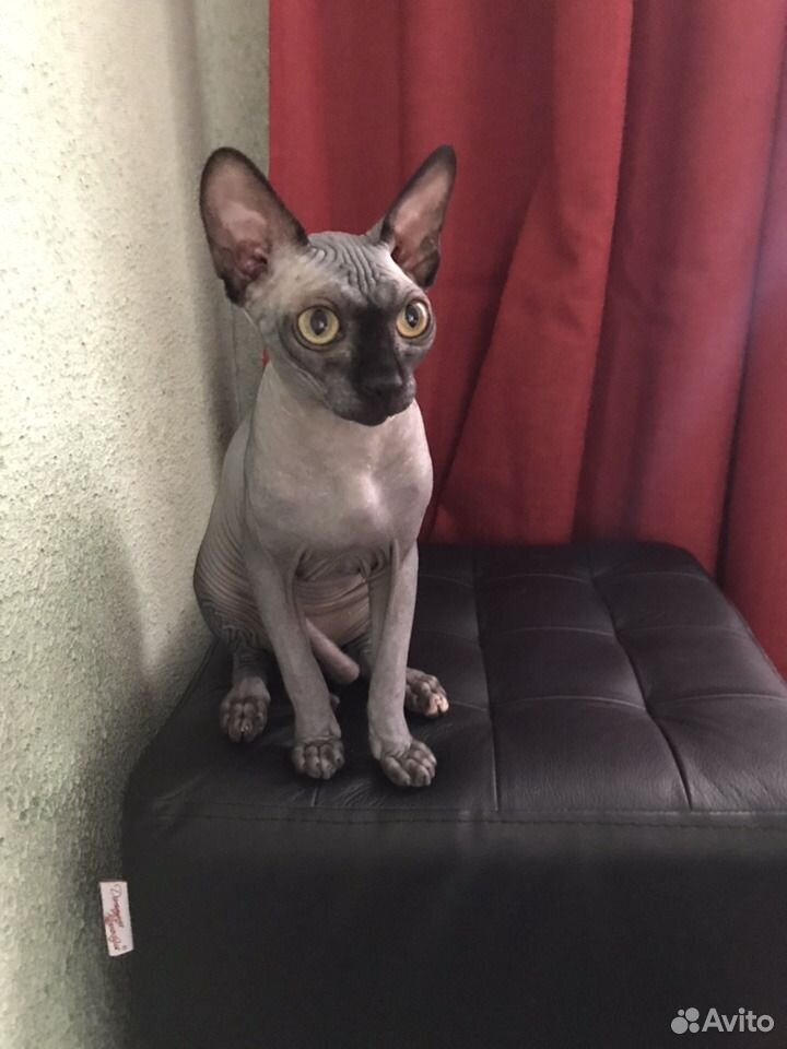 Канадский Парень сфинкс / Вязка