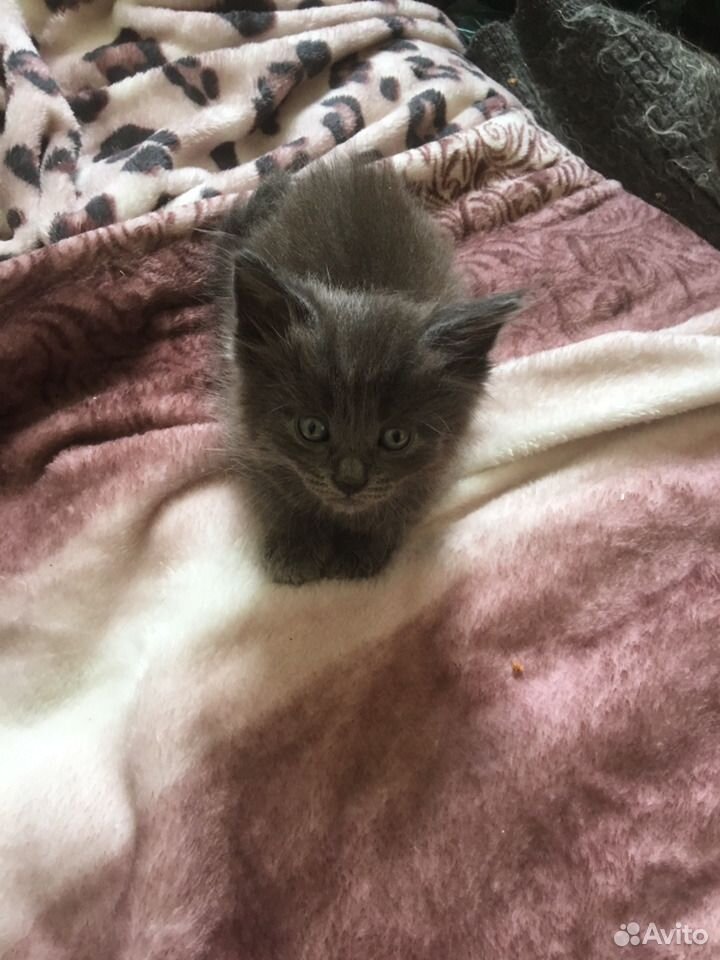 Котята британец+русская голубая