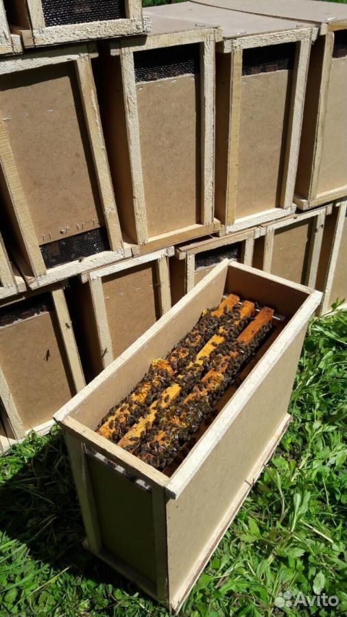 Пчёлы. Пчелопакет - сибирская пчела