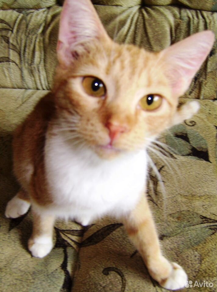 Ростов-на-Дону Апельсинка ищет дом