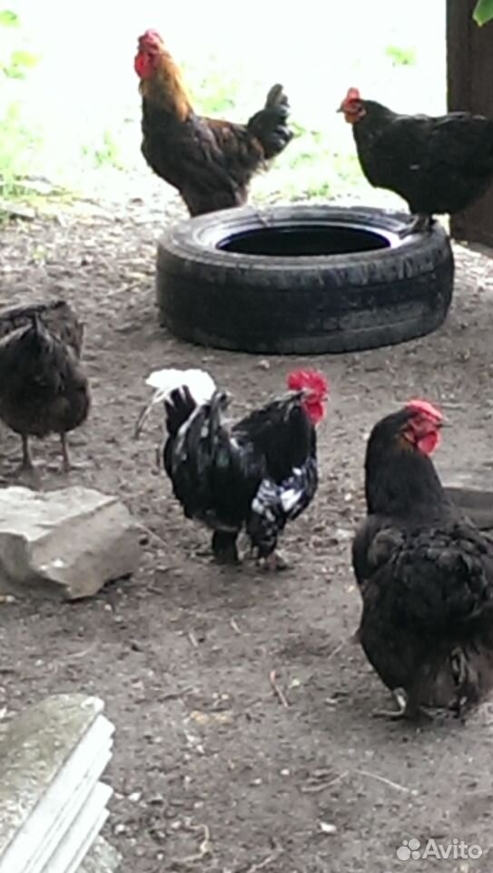 Продам петушка породы Кохинхин карликовый серебри