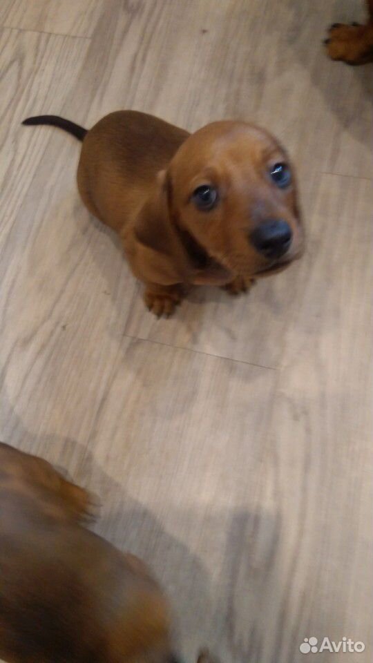 Щенки таксы карликовой