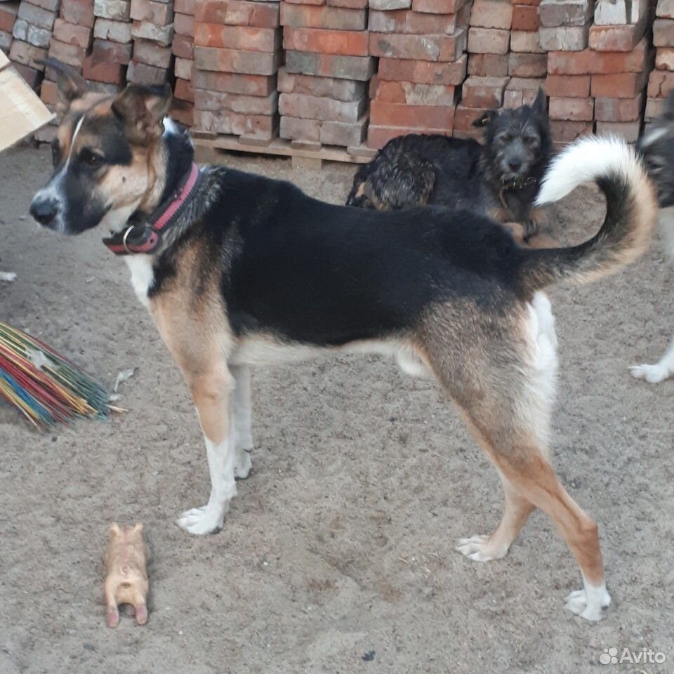 Шарик отдам в добрые руки