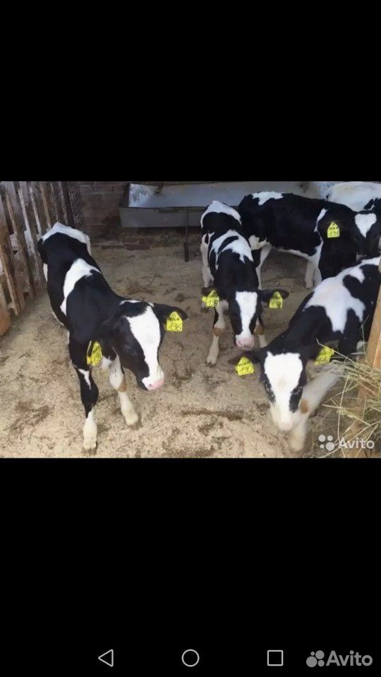 Бычки телята