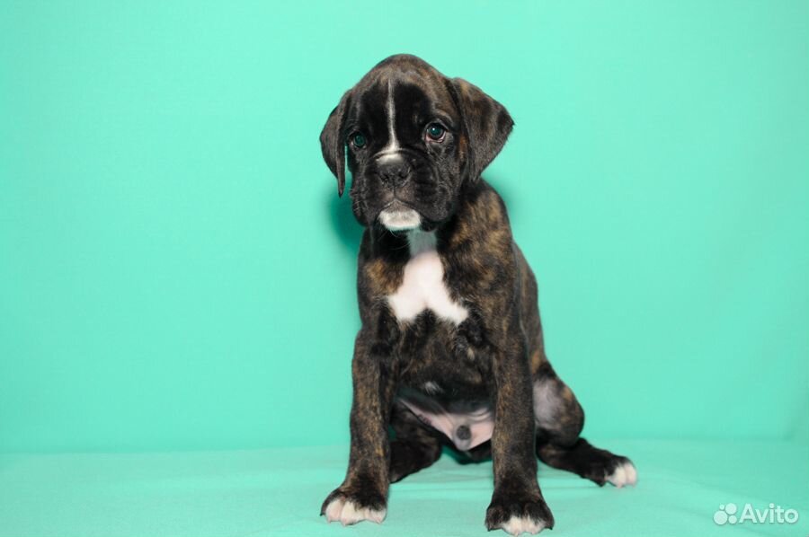 Черномордый красавчик боксерчик