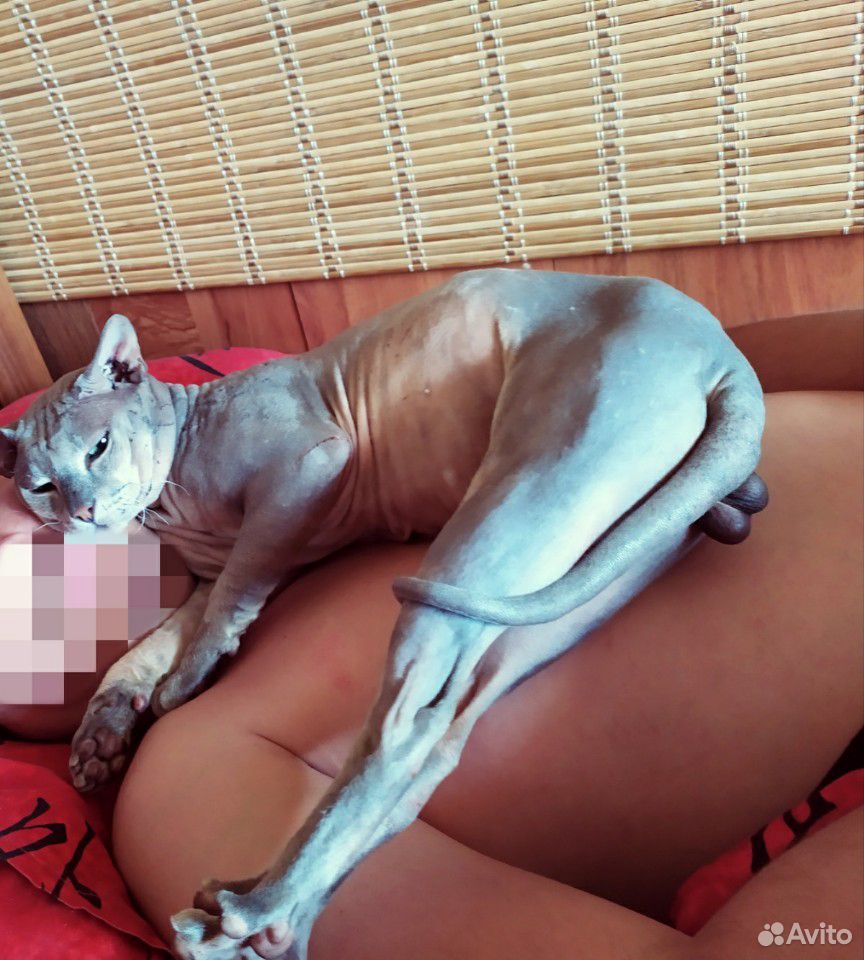 Сфинкс на вязку