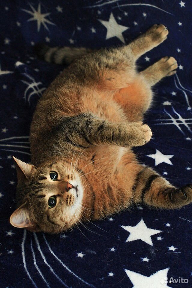 Ласковая кошечка Мусечка в поисках дома