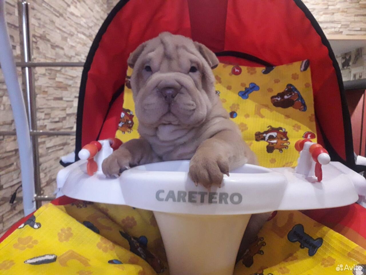 Милые и складчатые малыши Шар-Пея