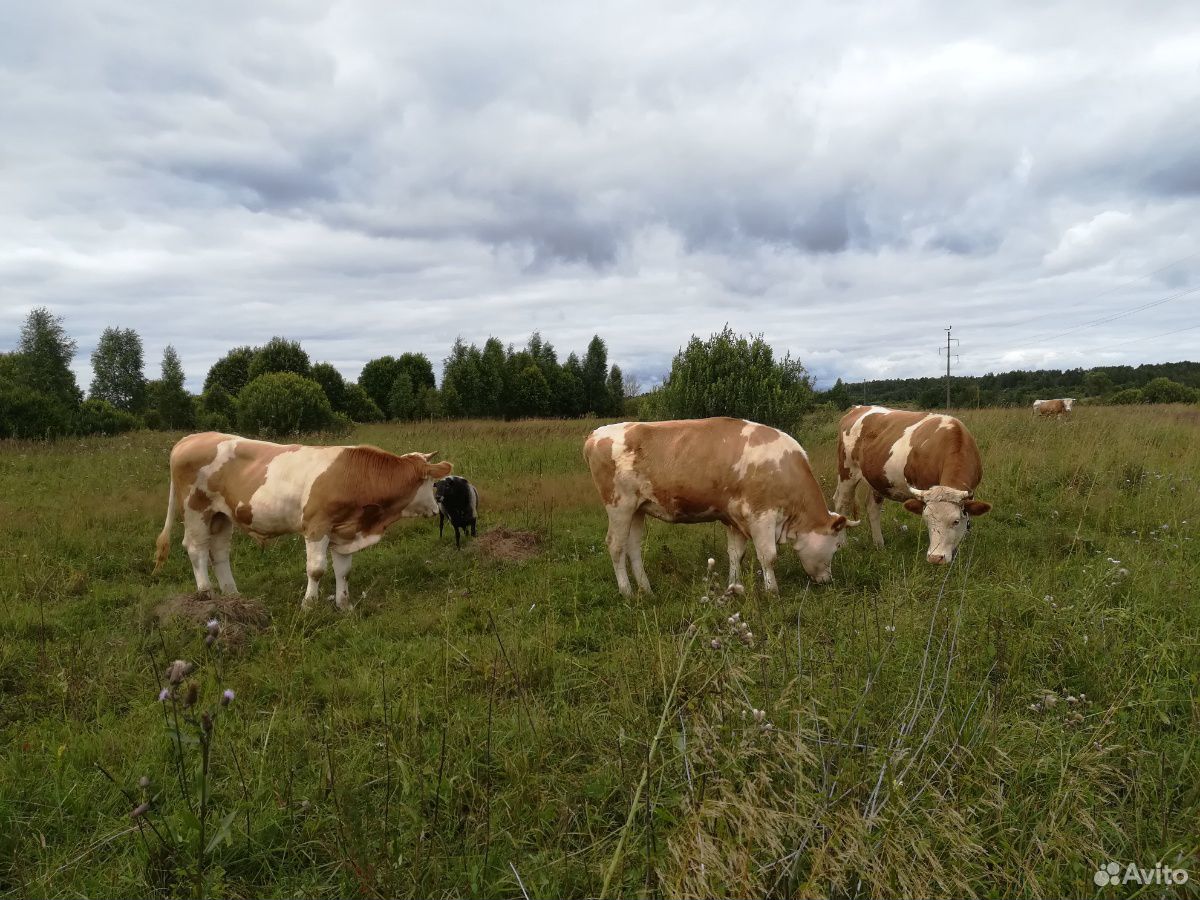 Бараны, тёлочки, индоутки