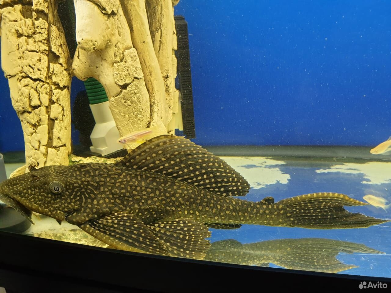 Сомы птеригоплихты