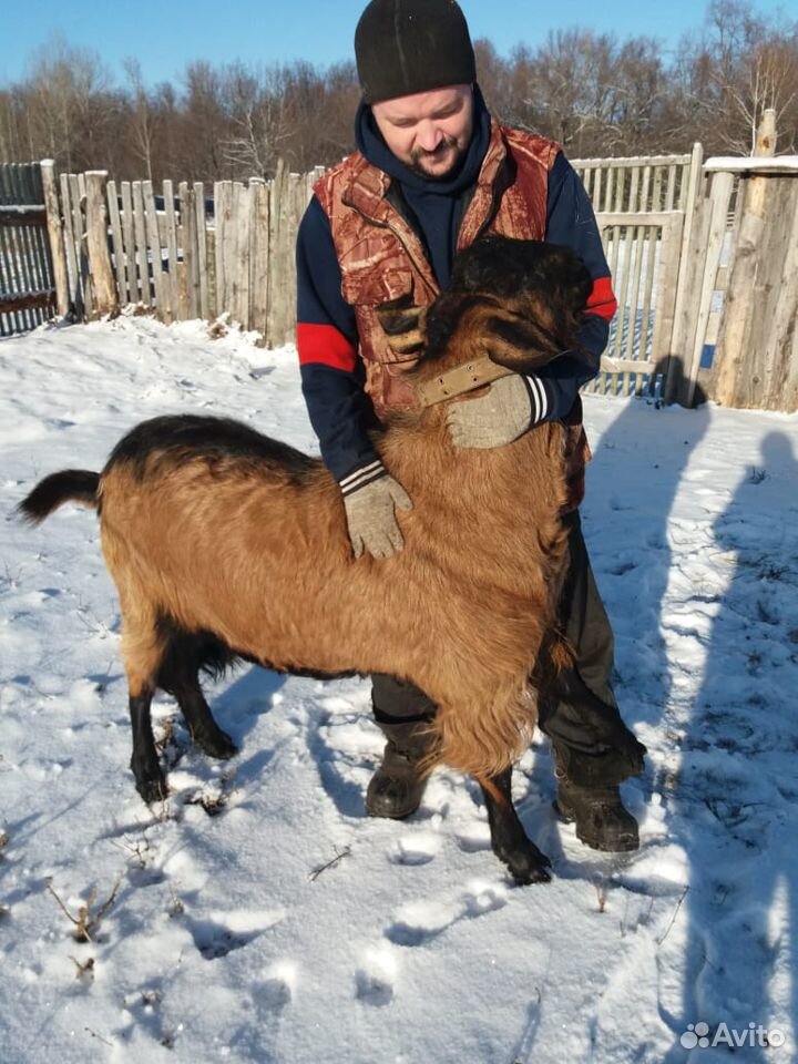 На Случку