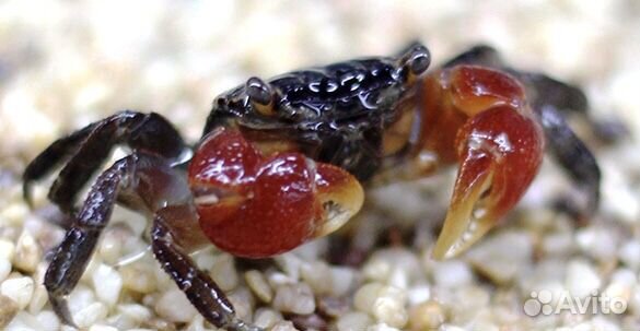 Краб мангровый