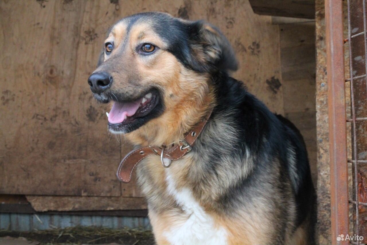 Щенок подросток