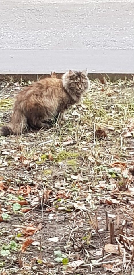 Сибирская кошка беременная 9мес трехцветка Марфуша